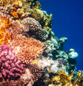 CoralWatch: Monitoring Coral Health Globally | SeaKeepers