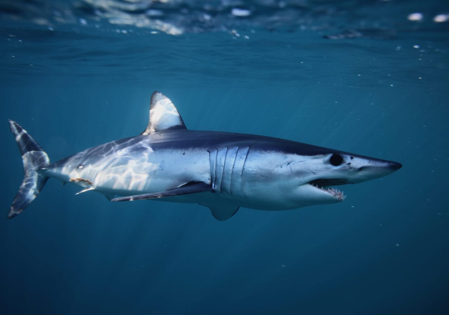 Sharks as Ocean Observers: Advancing Shark-Borne CTD Tag Data in the ...