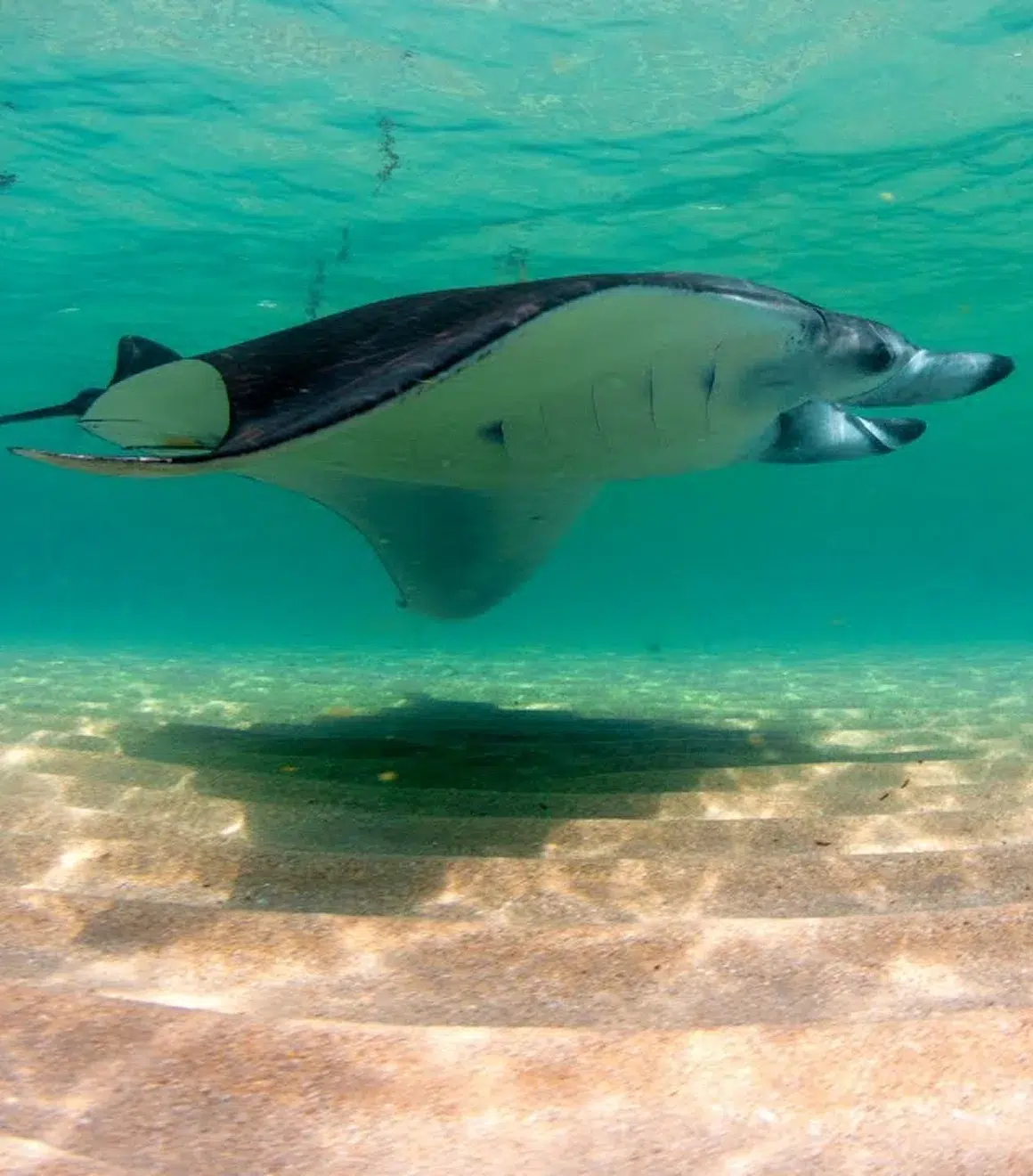 Protect FL Mantas | Submit Pledge Today - SeaKeepers