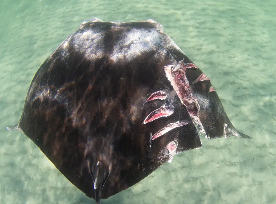 Protect FL Mantas | Submit Pledge Today - SeaKeepers