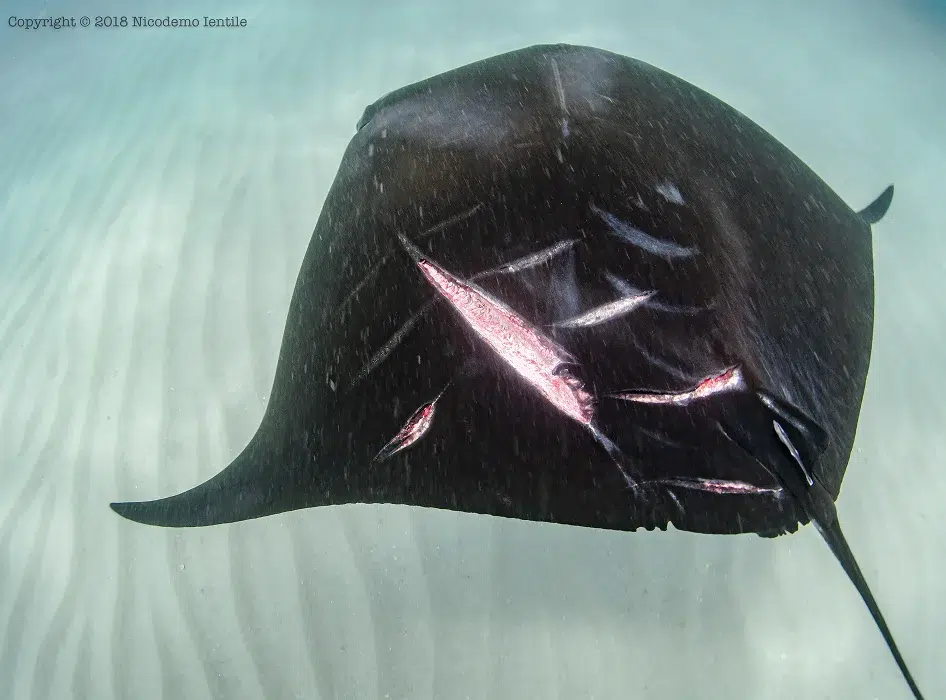 Protect FL Mantas | Submit Pledge Today | SeaKeepers