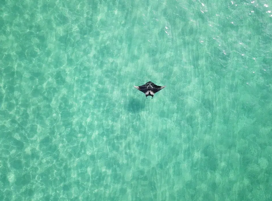 Protect FL Mantas | Submit Pledge Today | SeaKeepers
