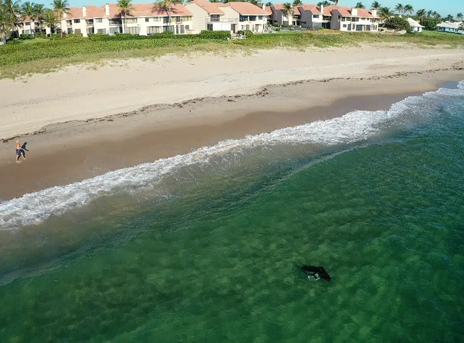 Protect FL Mantas | Submit Pledge Today | SeaKeepers